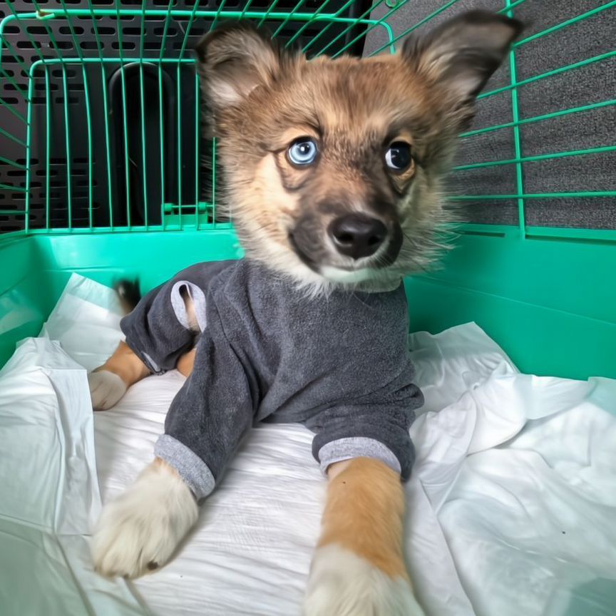 Щенок в добрые руки