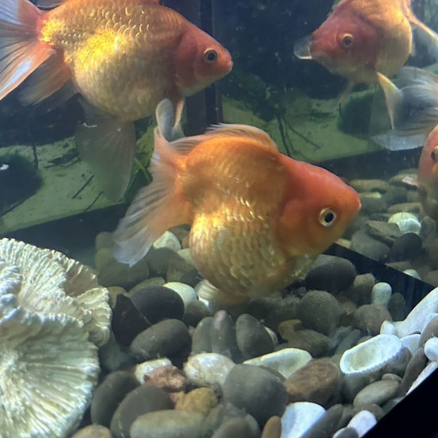 Золотая рыбка