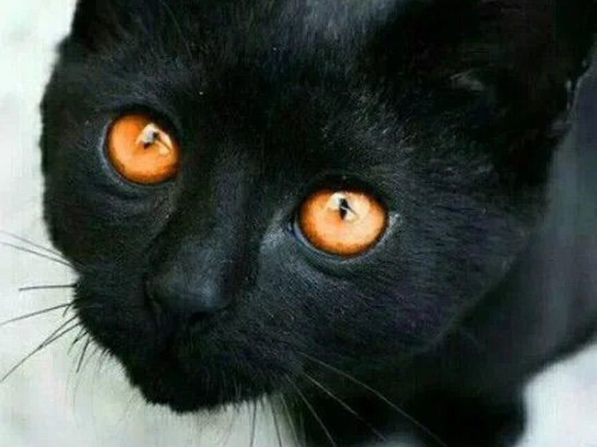 Кошка Сказка