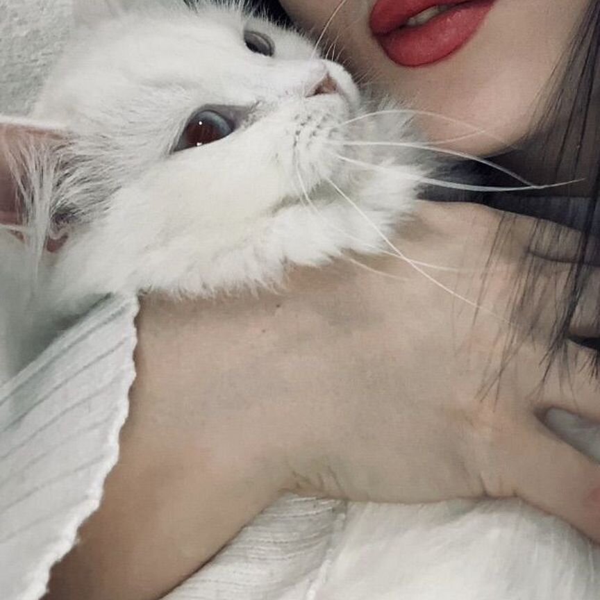 Потерялась кошка