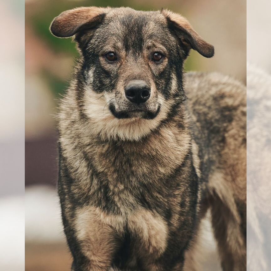 Взрослый пёс в добрые руки