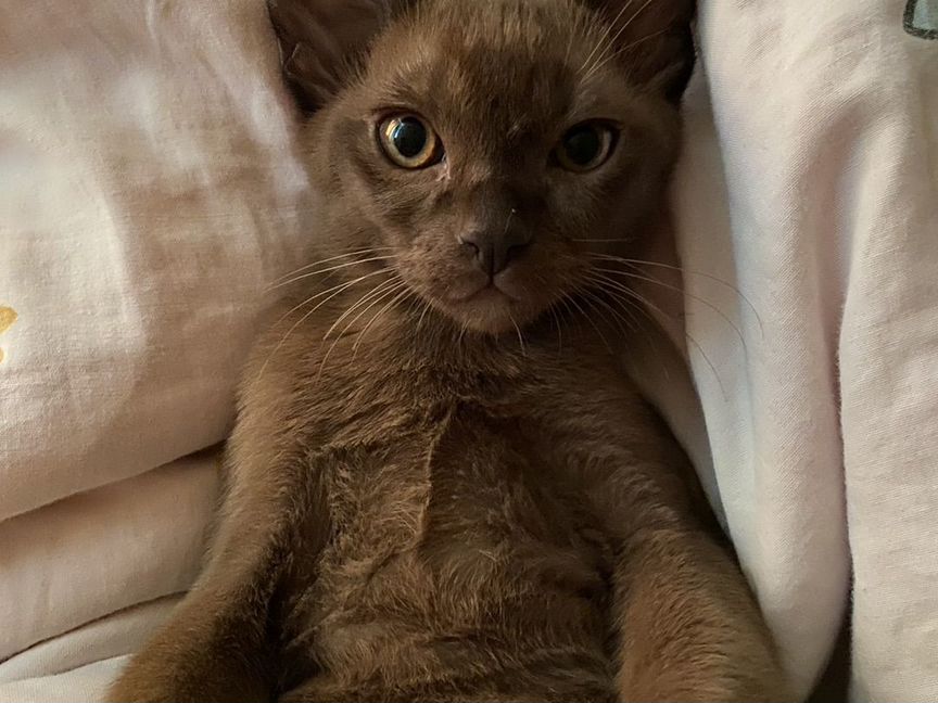 Бурманские котята