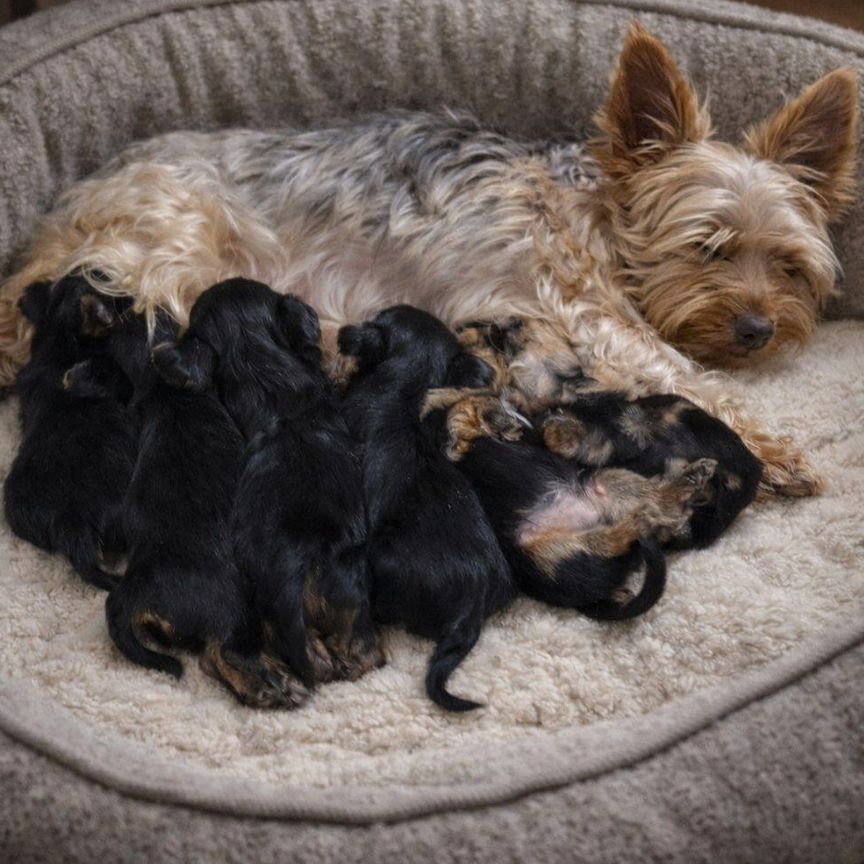 Йоркширский терьер, щенок