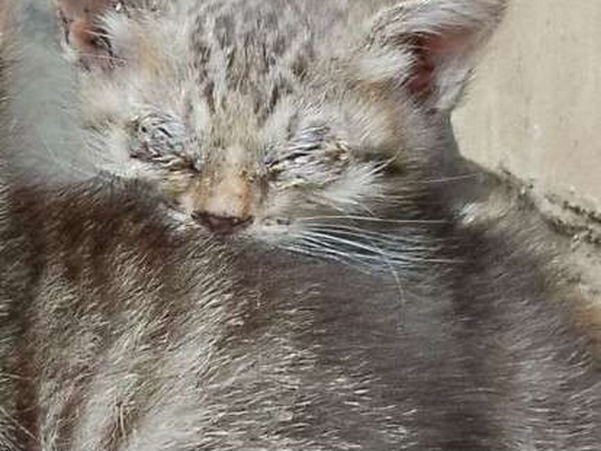 Котенок в хорошие руки