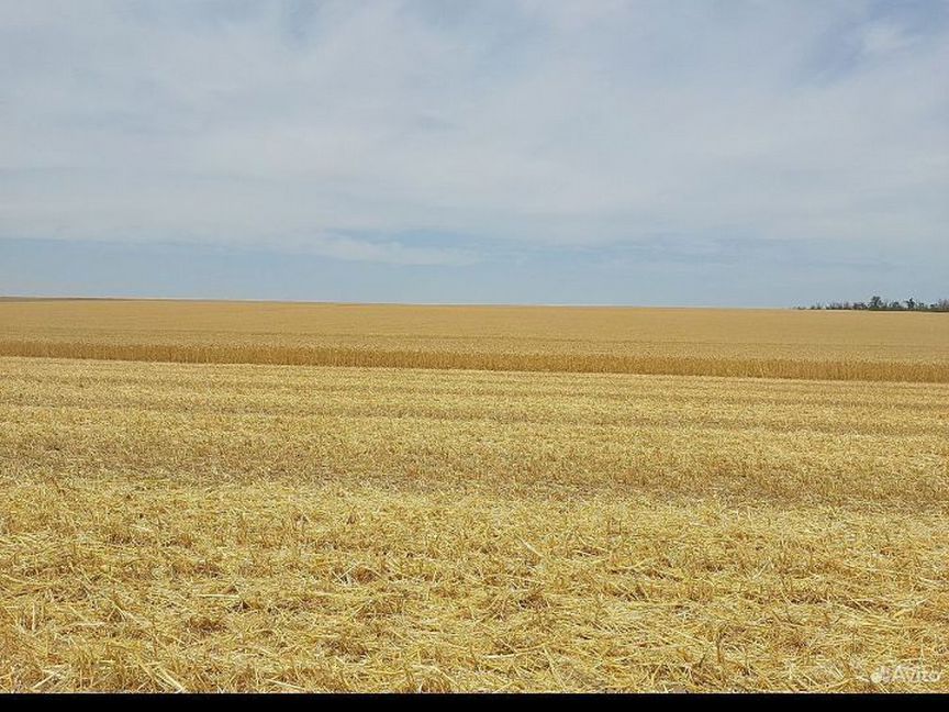 Ячменная солома в тюках