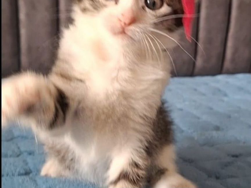 Ласковый вислоухий шотландский котенок
