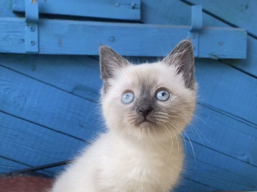 Котенок невская маскарадная