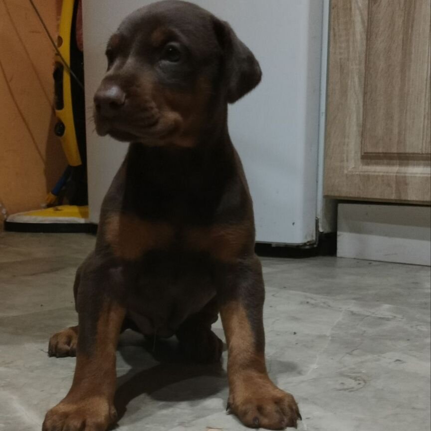 Щенки добермана