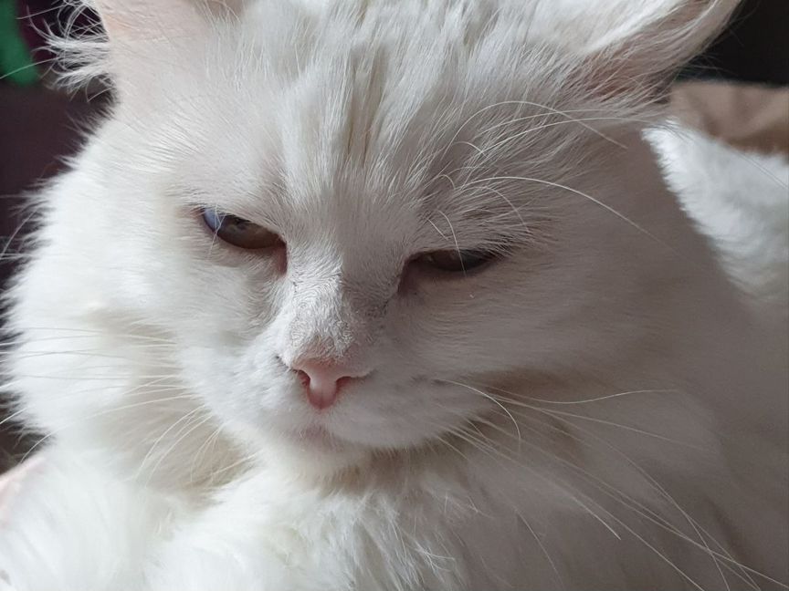 Отдам кошку в добрые руки