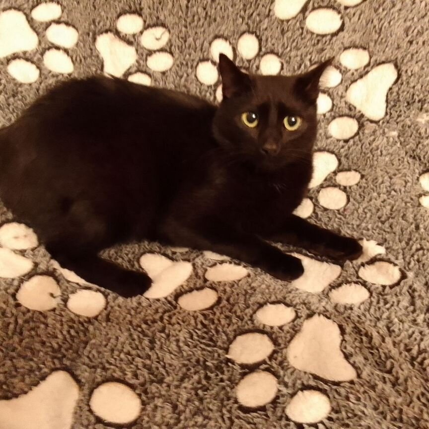 Найдена кошка