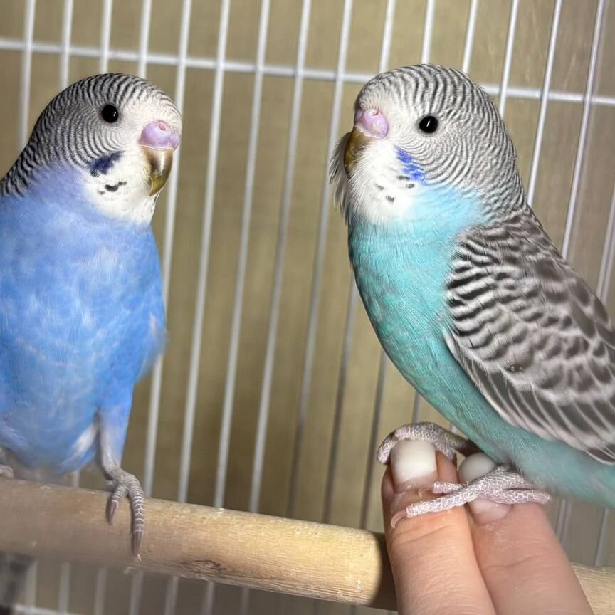 Волнистые попугаи. Птенцы из гнезда. Самцы