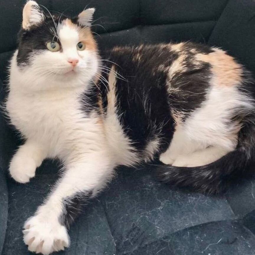 Взрослая кошка от частного владельца