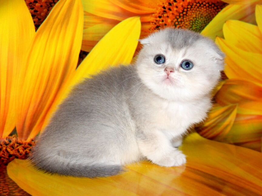 Шотландский котик