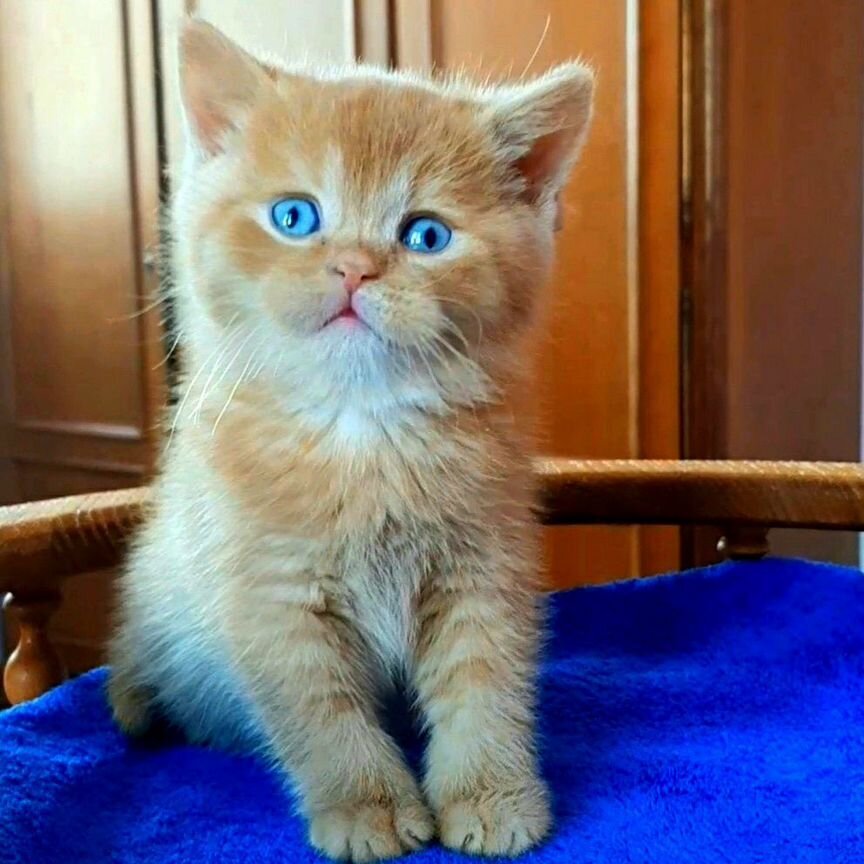 Британский котёнок. Эксклюзив