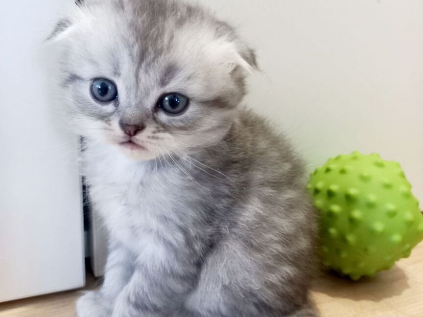 Шотландские вислоухие котята
