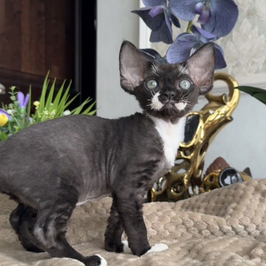 Девон-рекс котёнок