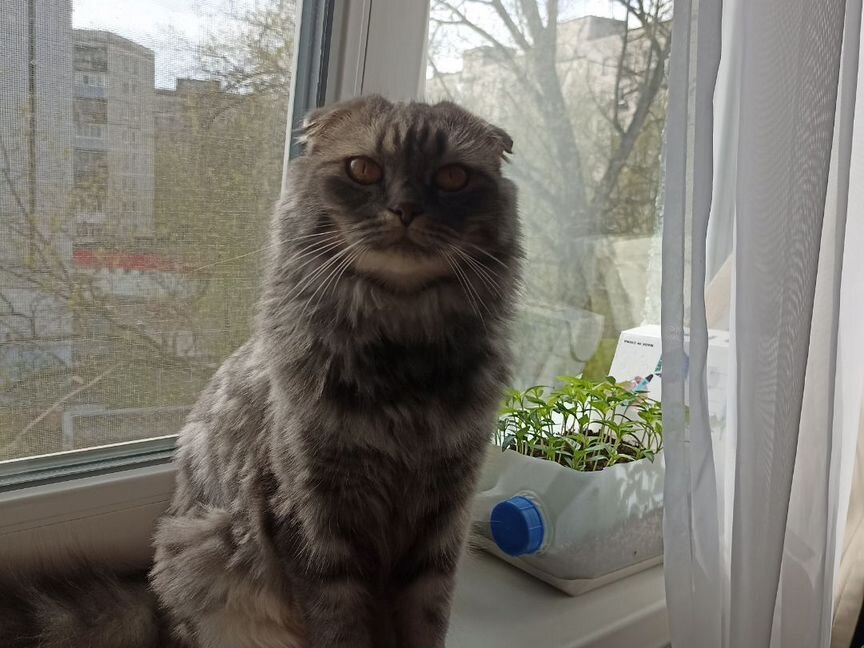 Британский вислоухий кот