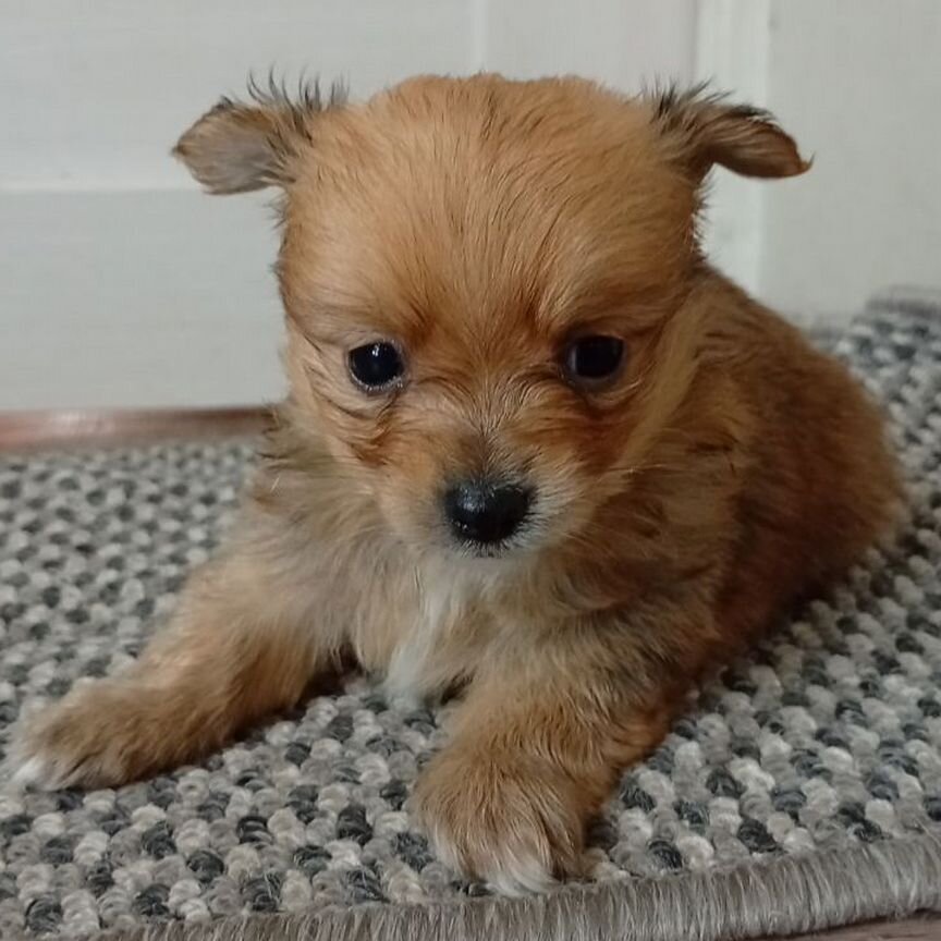 Померанский шпиц, щенок