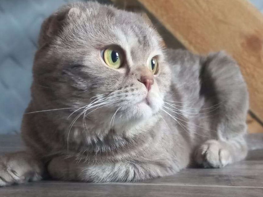 Шотландский кот вязка