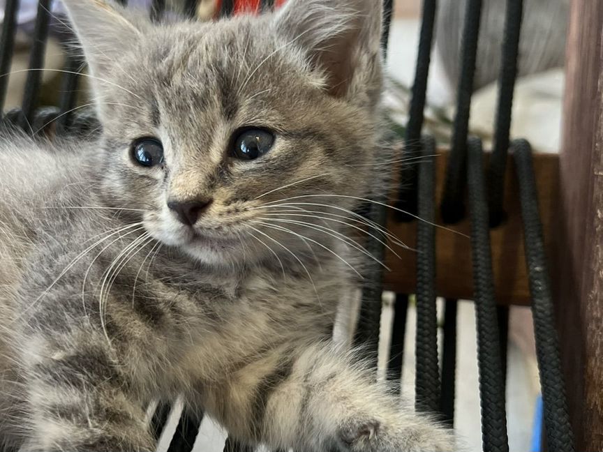 Котенок в добрые руки