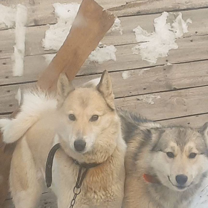 Собаки