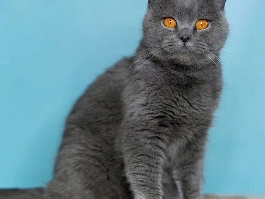 Кошка в добрые руки