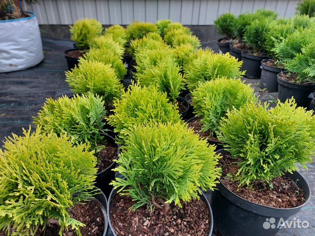 Туя западная Мириам (Thuja occidentalis Mirjam) купить в Санкт ...