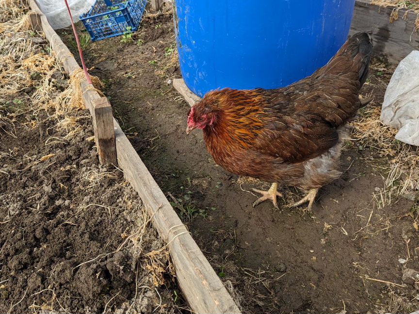 Курицы и петухи породы Билефельдер