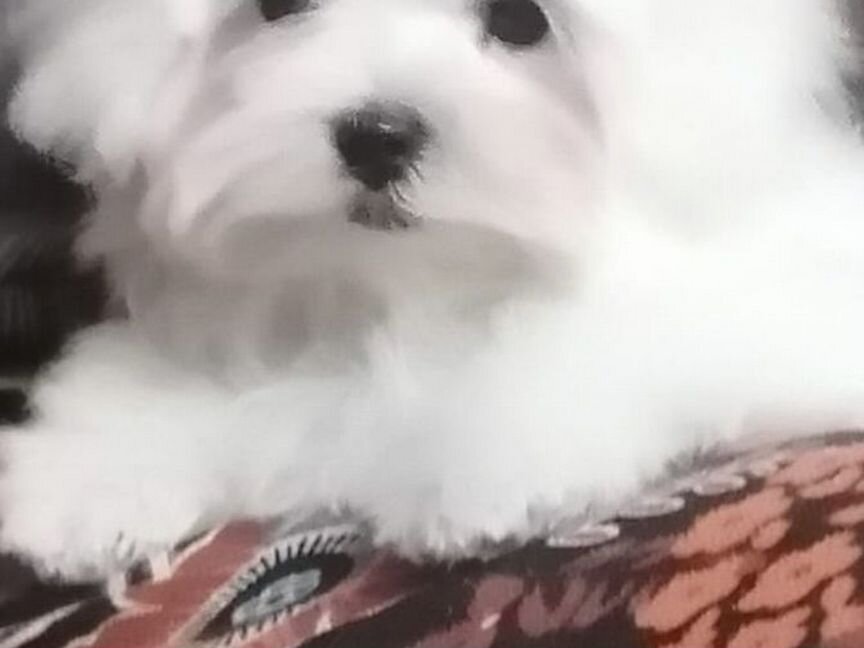 Девочка мальтезе