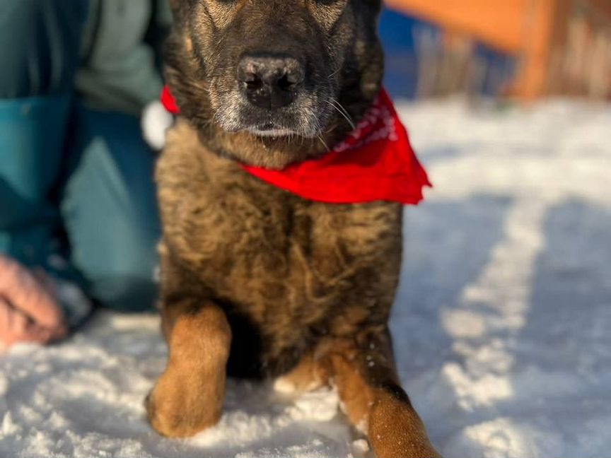 Нежная собака Жуди тоскует в приюте