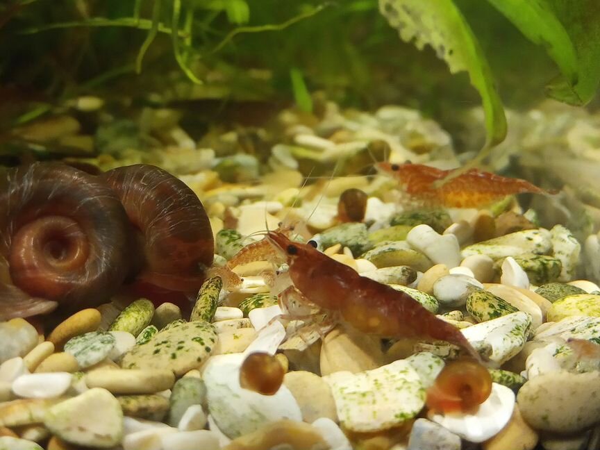 Аквариумные креветки