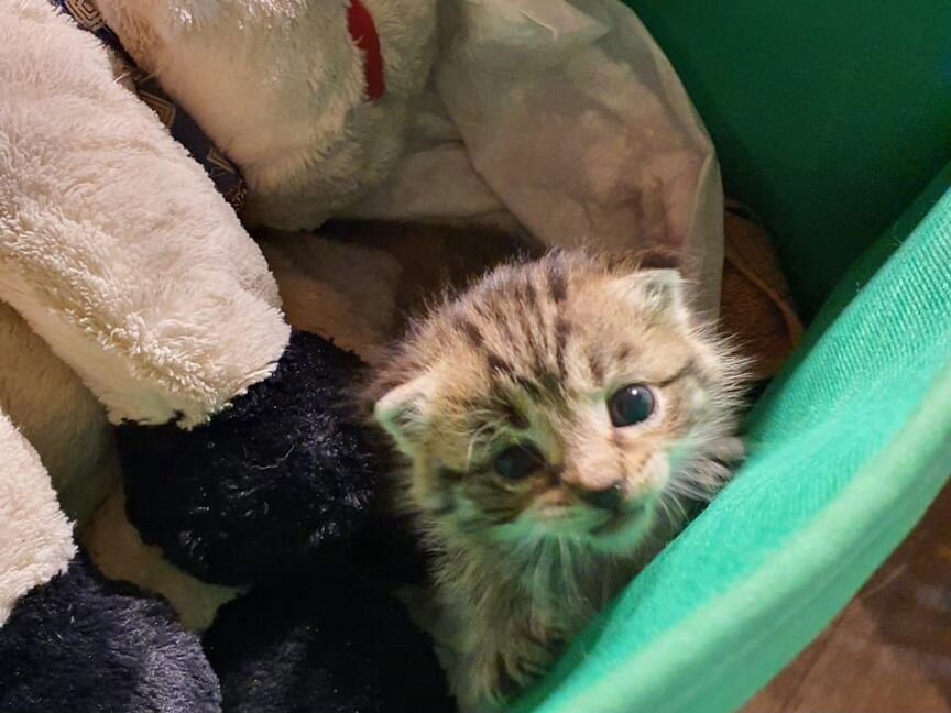 Котёнок очень умный )