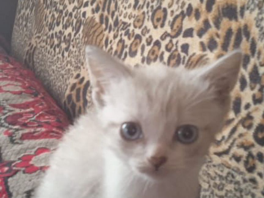 Котята, 1.5мес