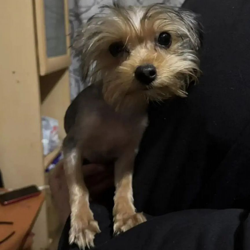 Йоркширский терьер, щенок