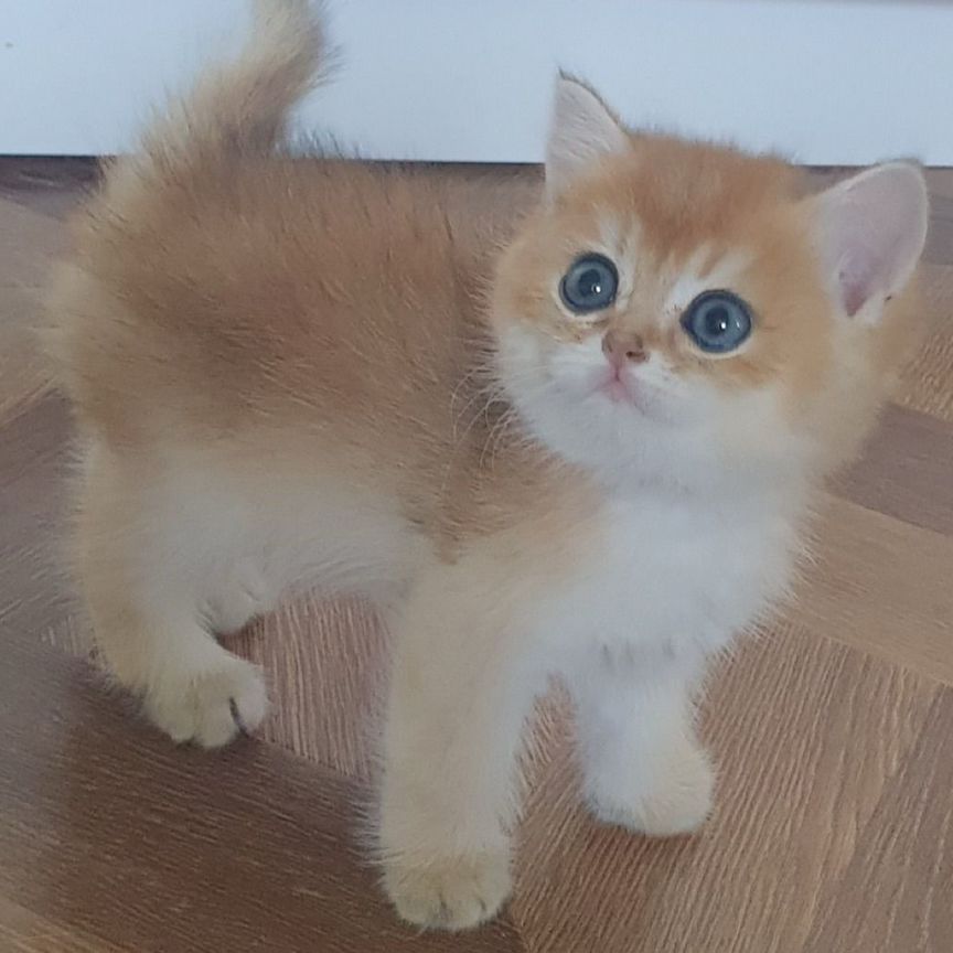 Британский короткошёрстный котёнок
