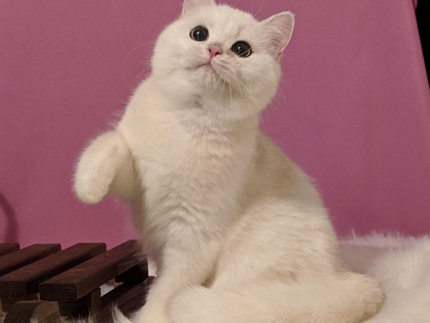 Прямой носитель лилового золота