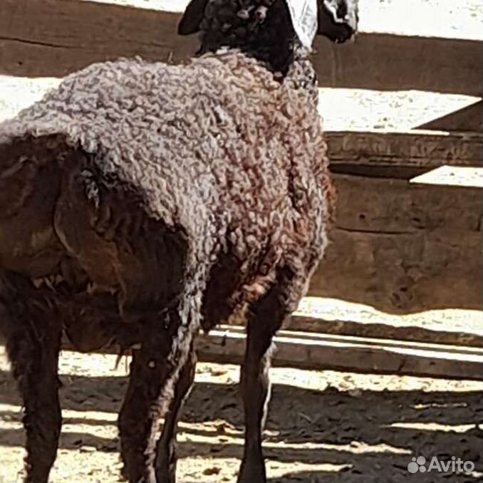 Продаётся баранчик