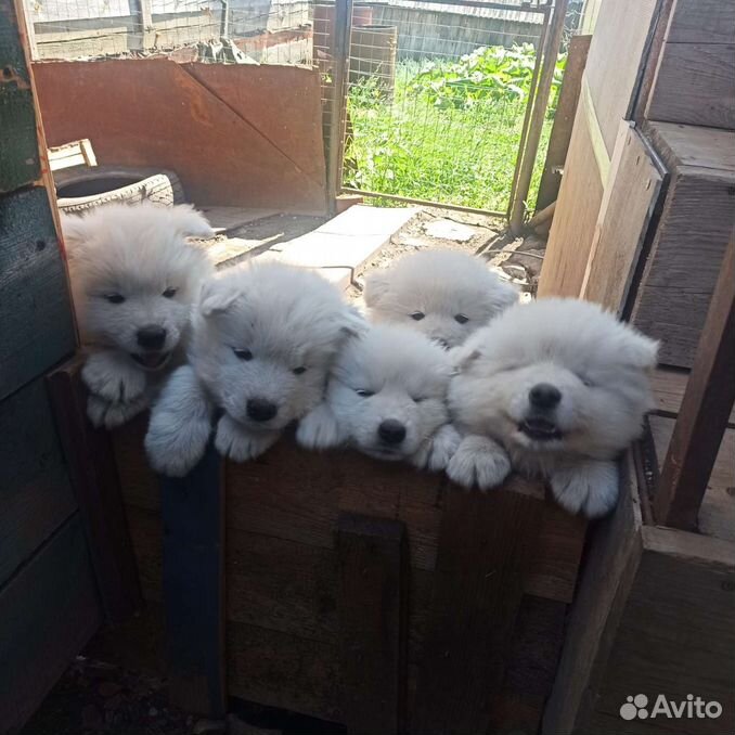 Щенки самоеда (самоедская лайка)