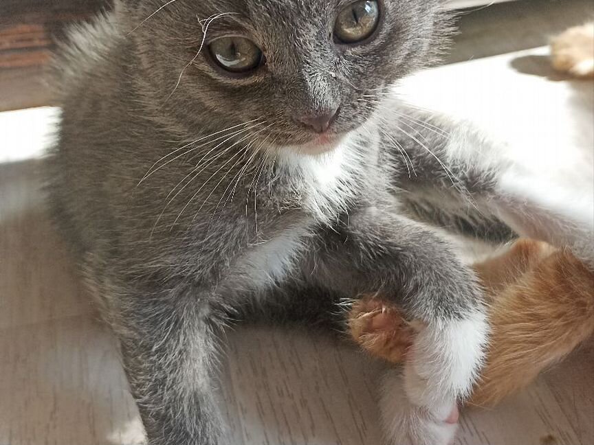 Кошка