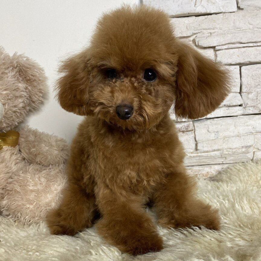 Той-пудель, щенок