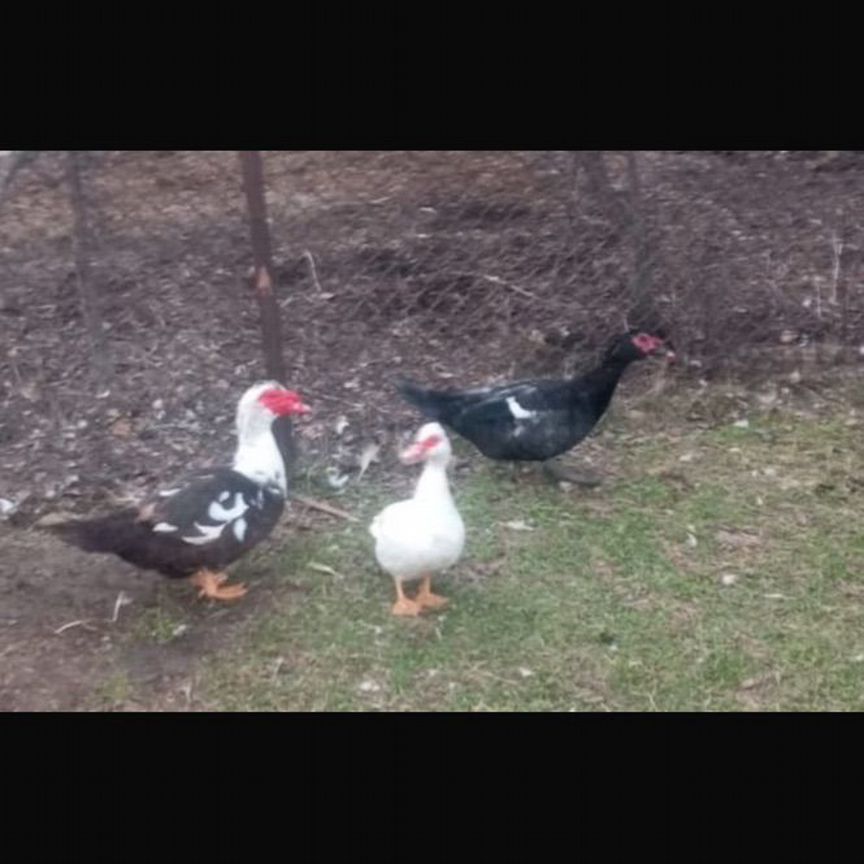 Селезень индоутки