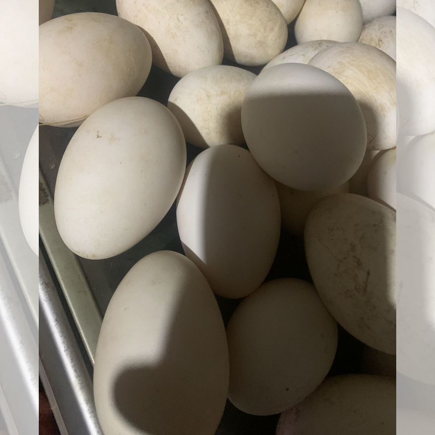 Яйцо гусиное для инкубации