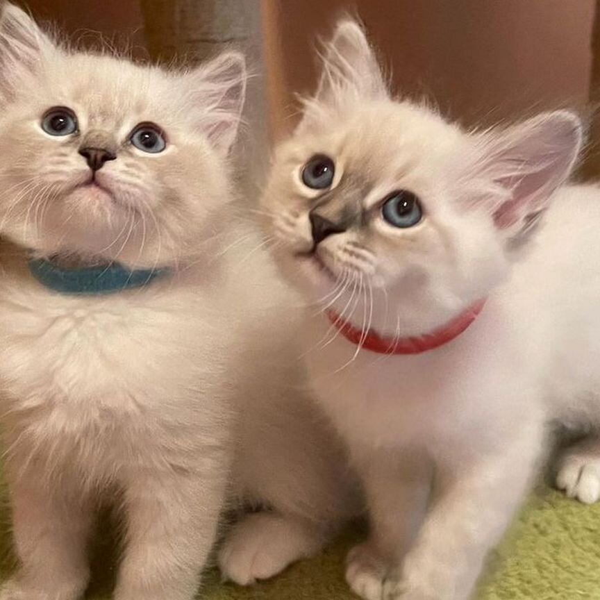 Котёнок от частного владельца