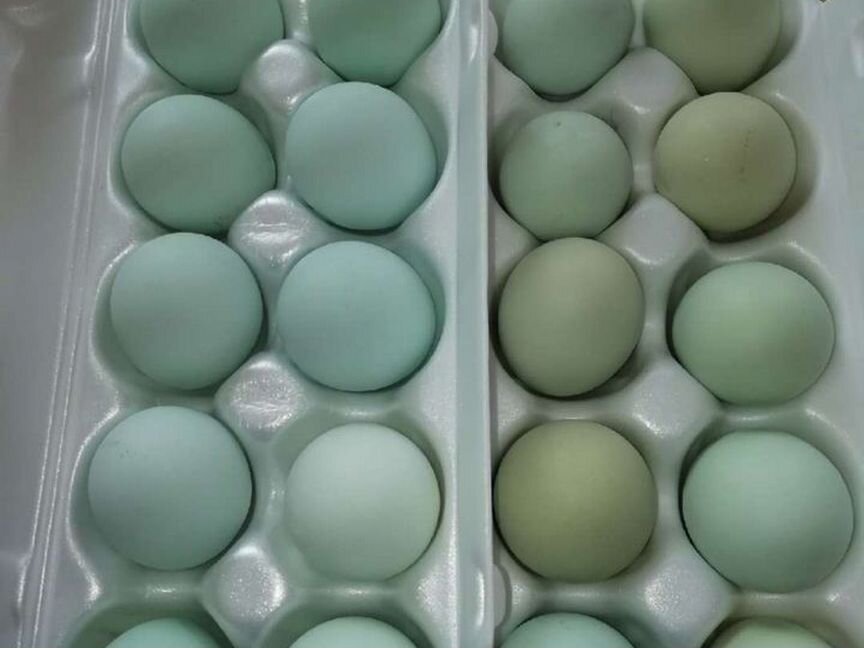 Инкубационное яйцо