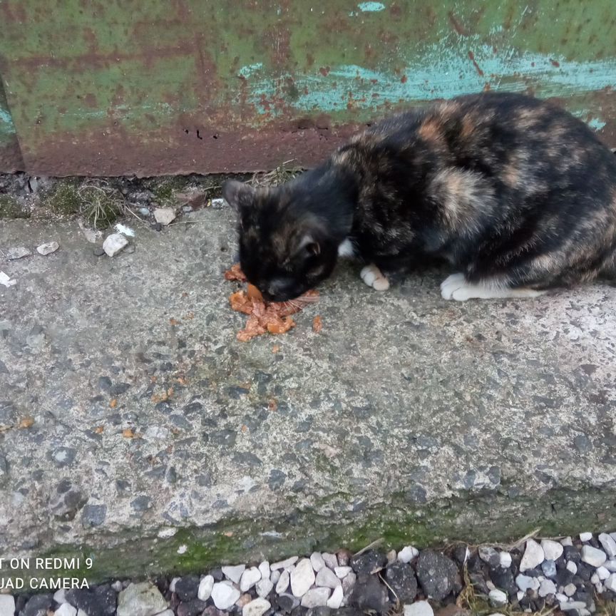 Пристроить кошечку