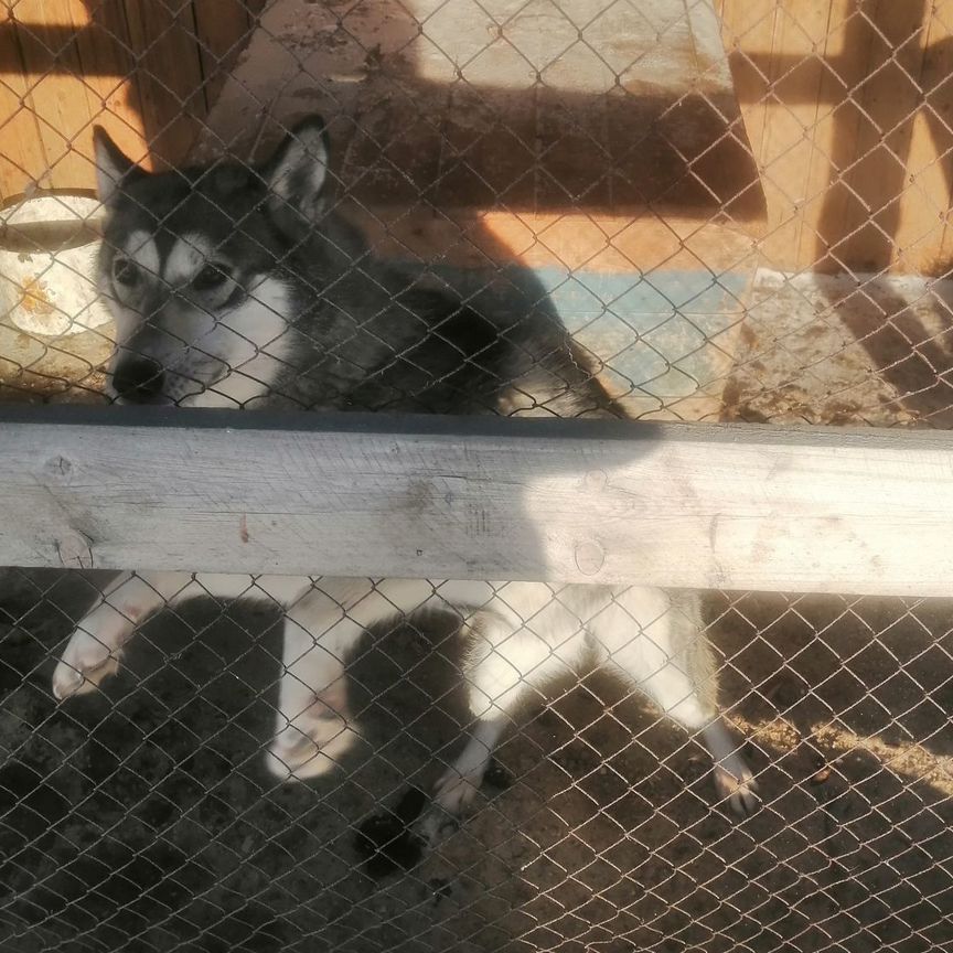 Западносибирская лайка, щенок