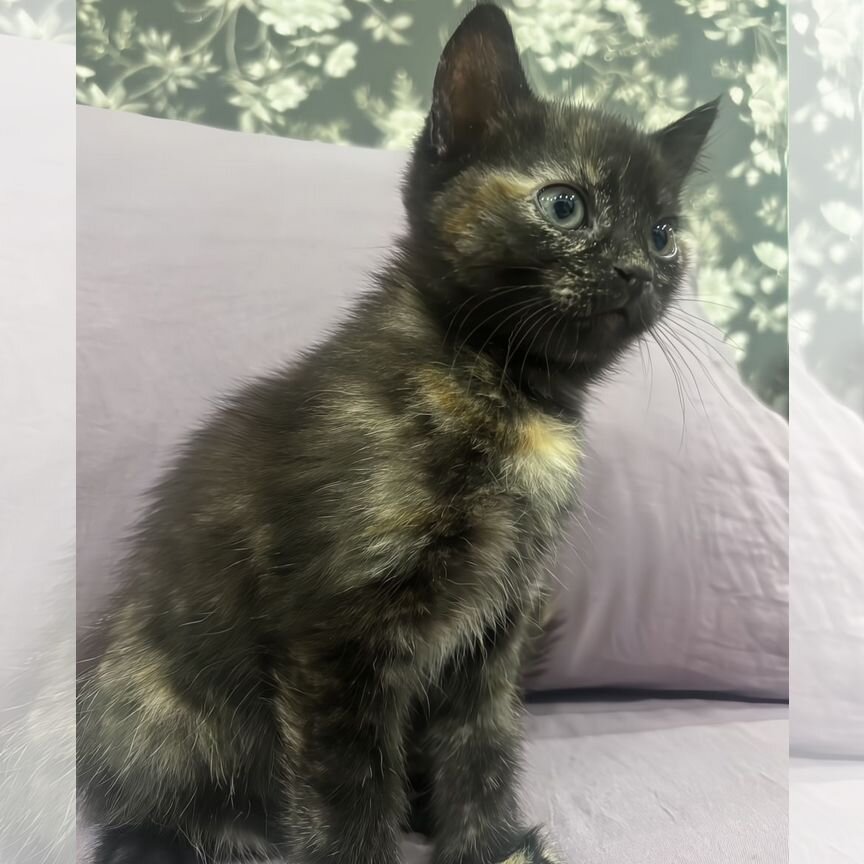 Котёнок от частного владельца