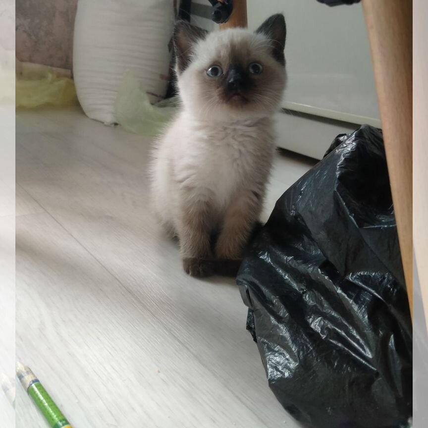 Котенок девочка в добрые руки