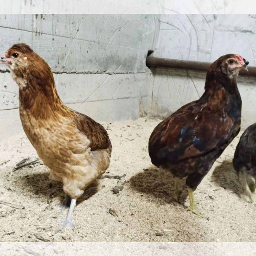 Куры молодки несушки