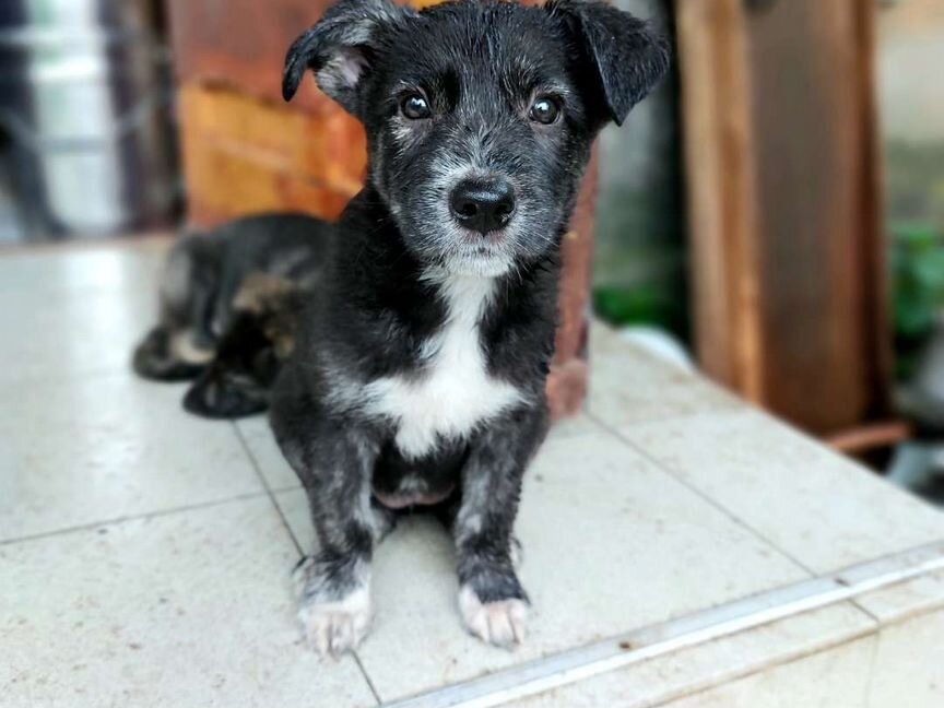 Щенок девочка в добрые руки